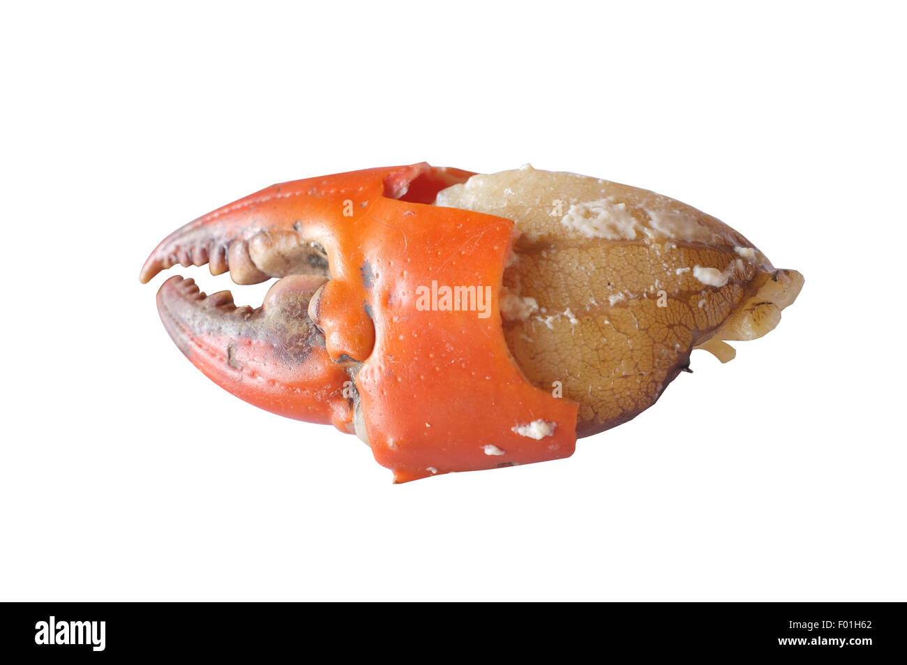 Crab nippers hi-res stock photography and images - Alamy