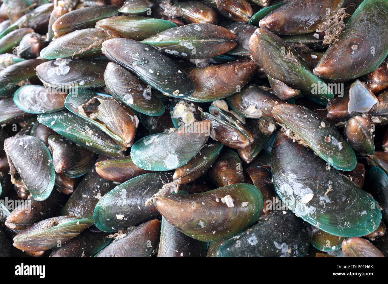 Fresh raw shell fish hi-res stock photography and images - Alamy