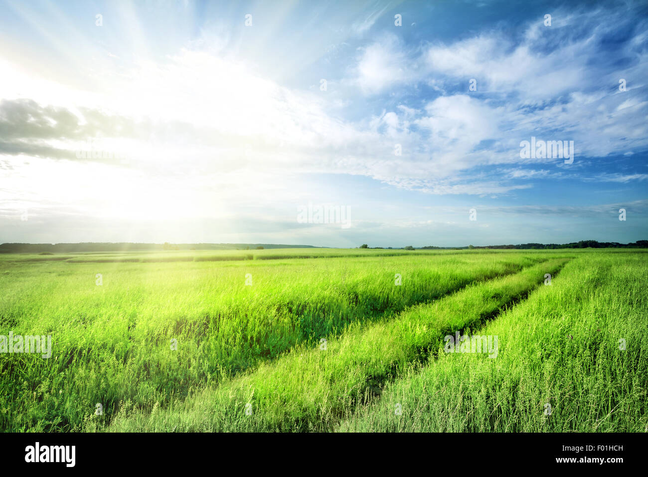Road into field with bright green grass Stock Photo - Alamy