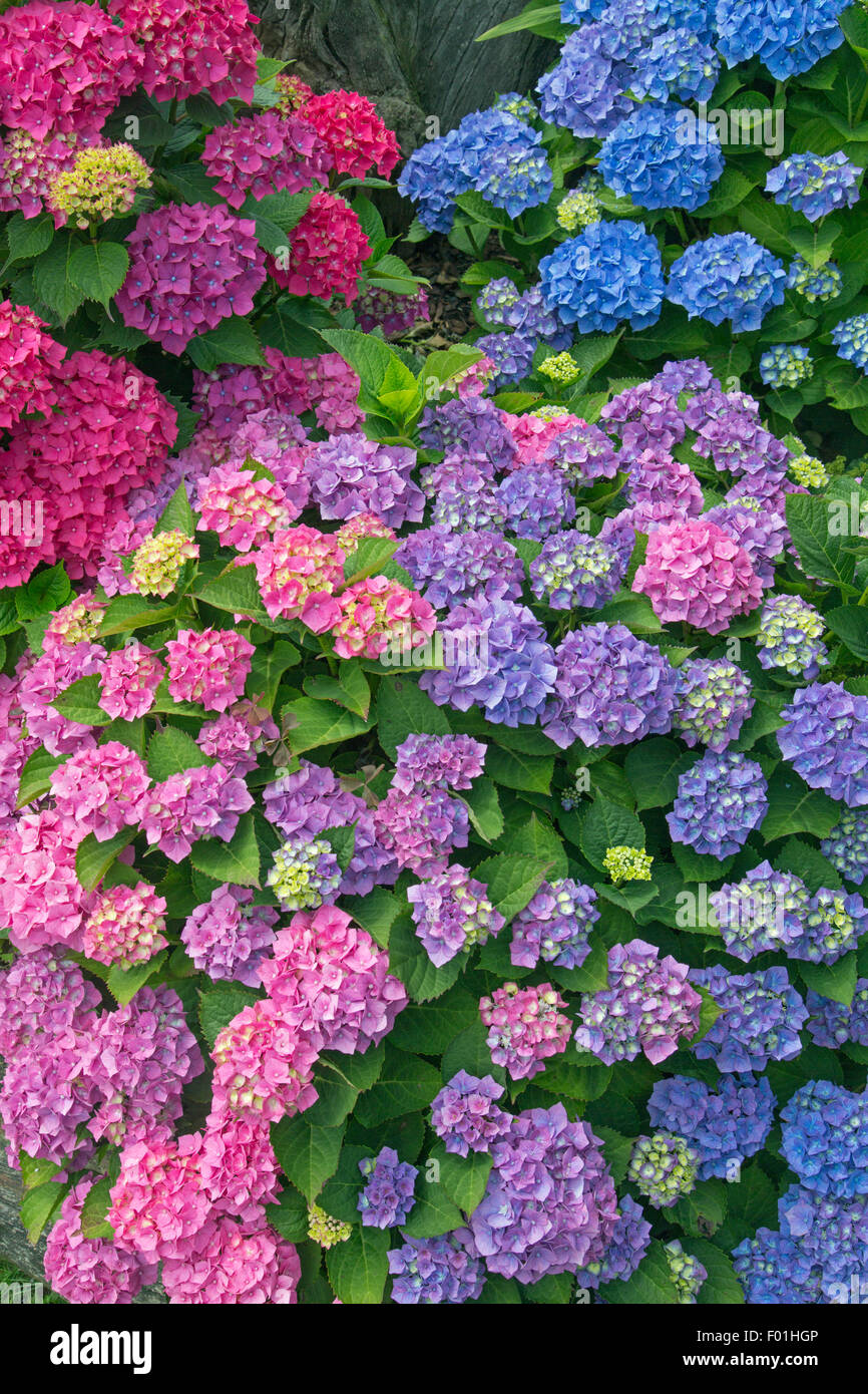 Hydrangeas in garden border Stock Photo - Alamy