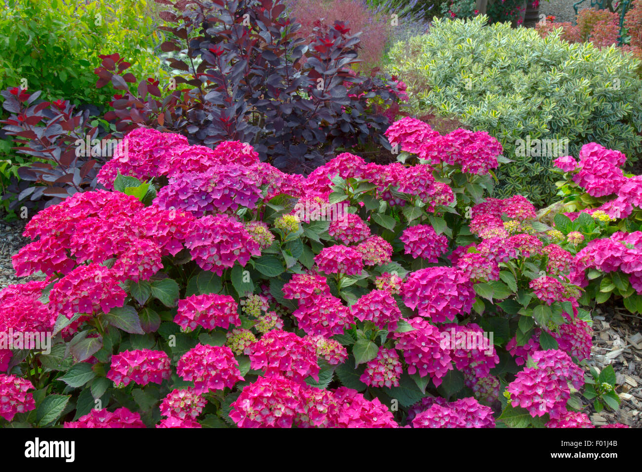 Hydrangeas border hi-res stock photography and images - Alamy
