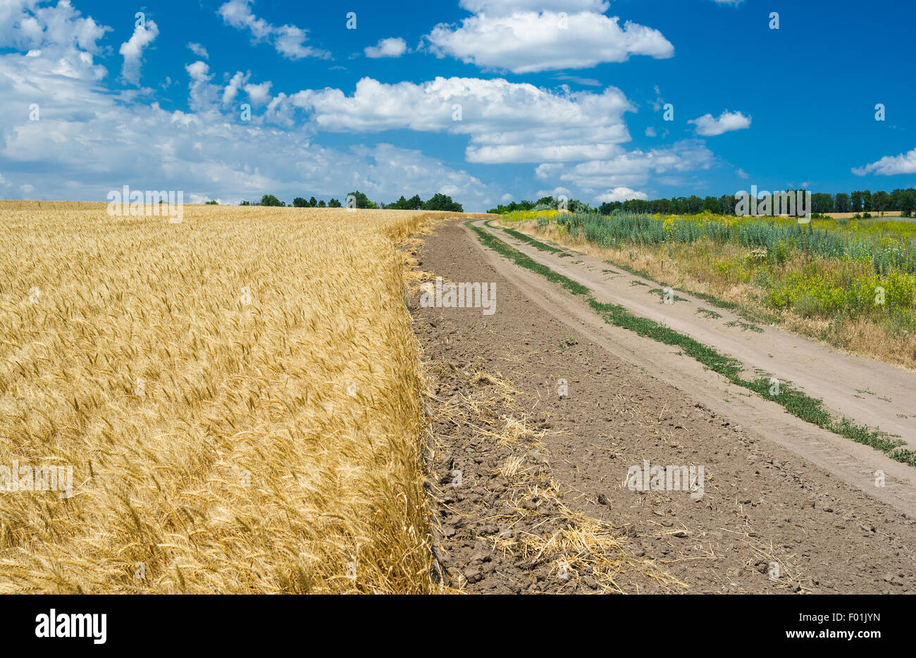 Ukrainian rural landscape wheat field hi-res stock photography and ...