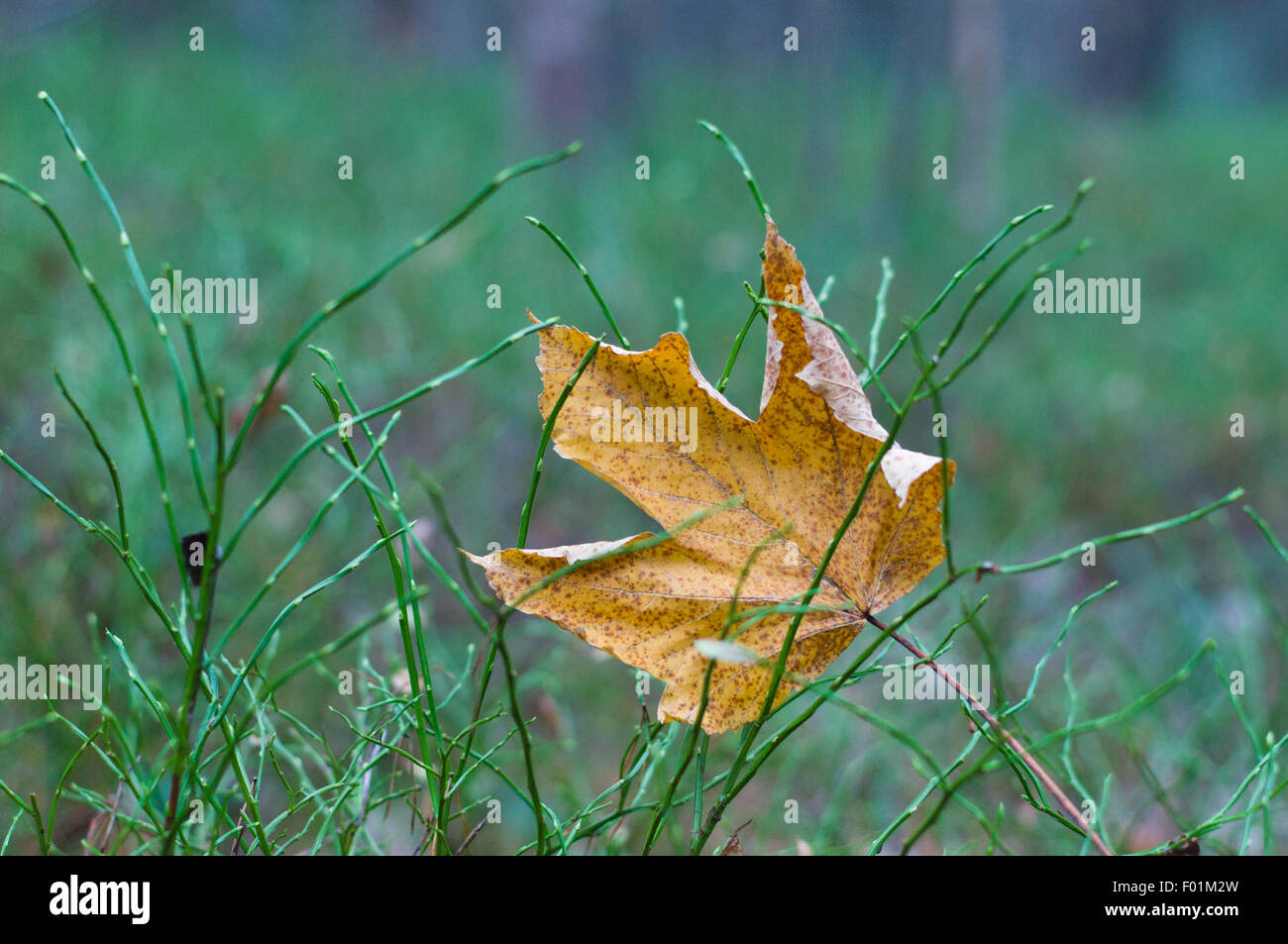 One fallen leaf hi-res stock photography and images - Alamy