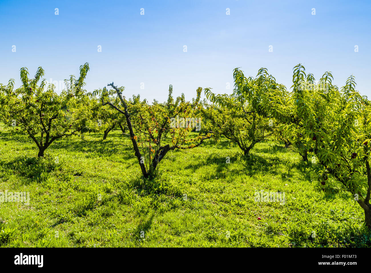 Peach without leaves hi-res stock photography and images - Alamy