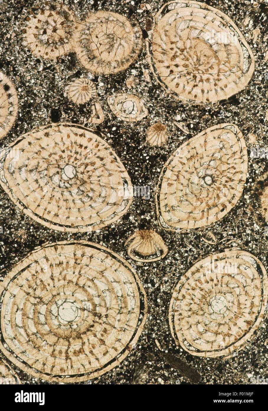 Nummulitic limestone section as seen under a microscope, Foraminifera ...