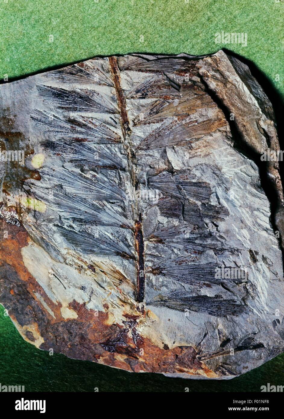 Rhacopteris hi-res stock photography and images - Alamy