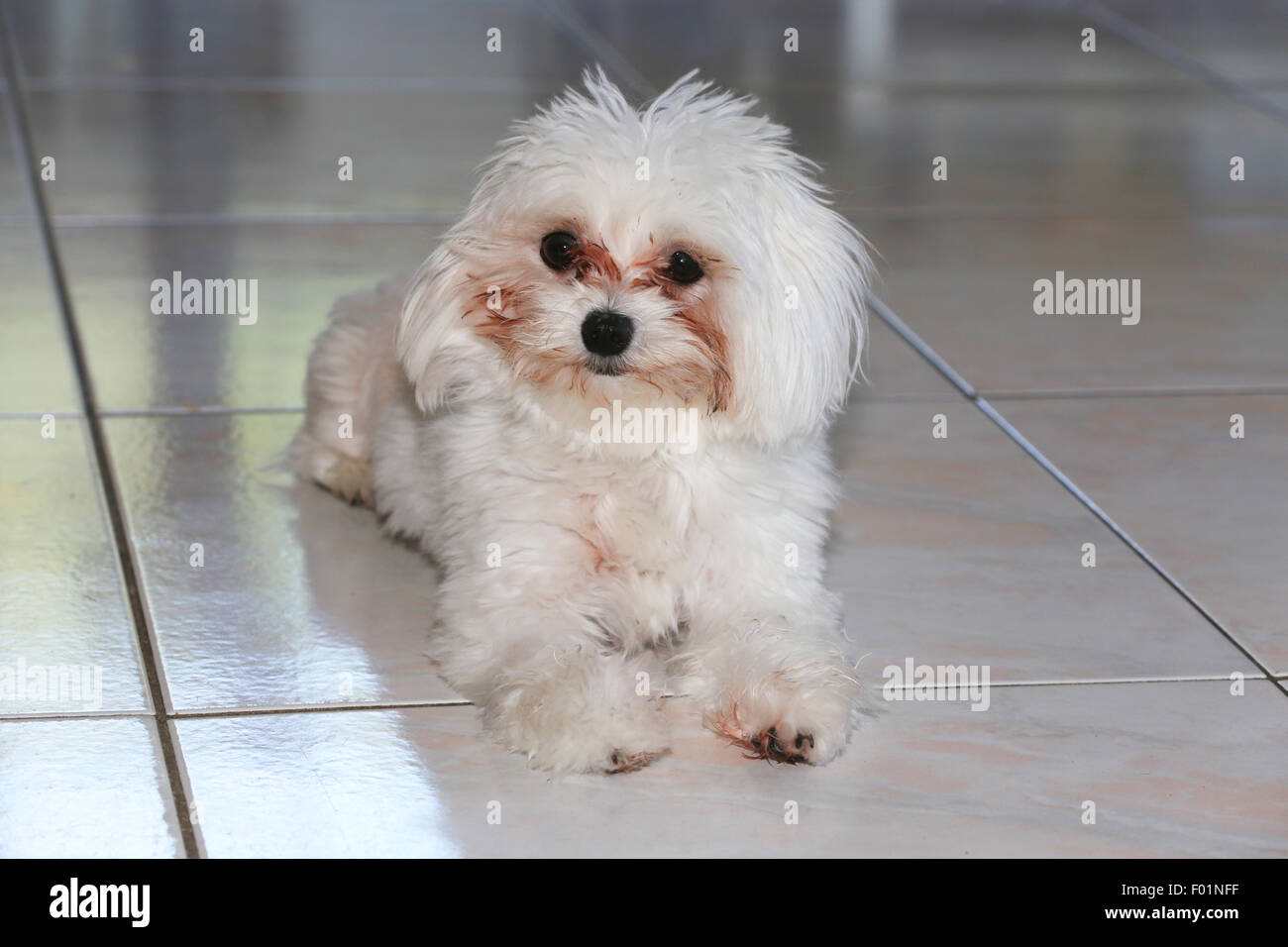 Close up shot of breed the maltese dog Stock Photo - Alamy