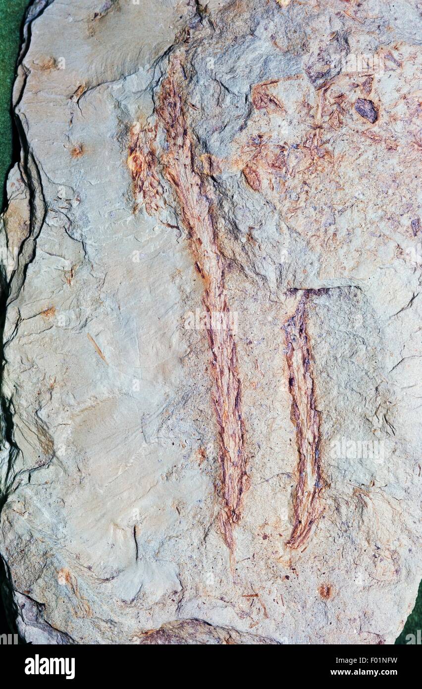 Voltzia heterophylla, fossil conifer from Permian and Triassic periods ...