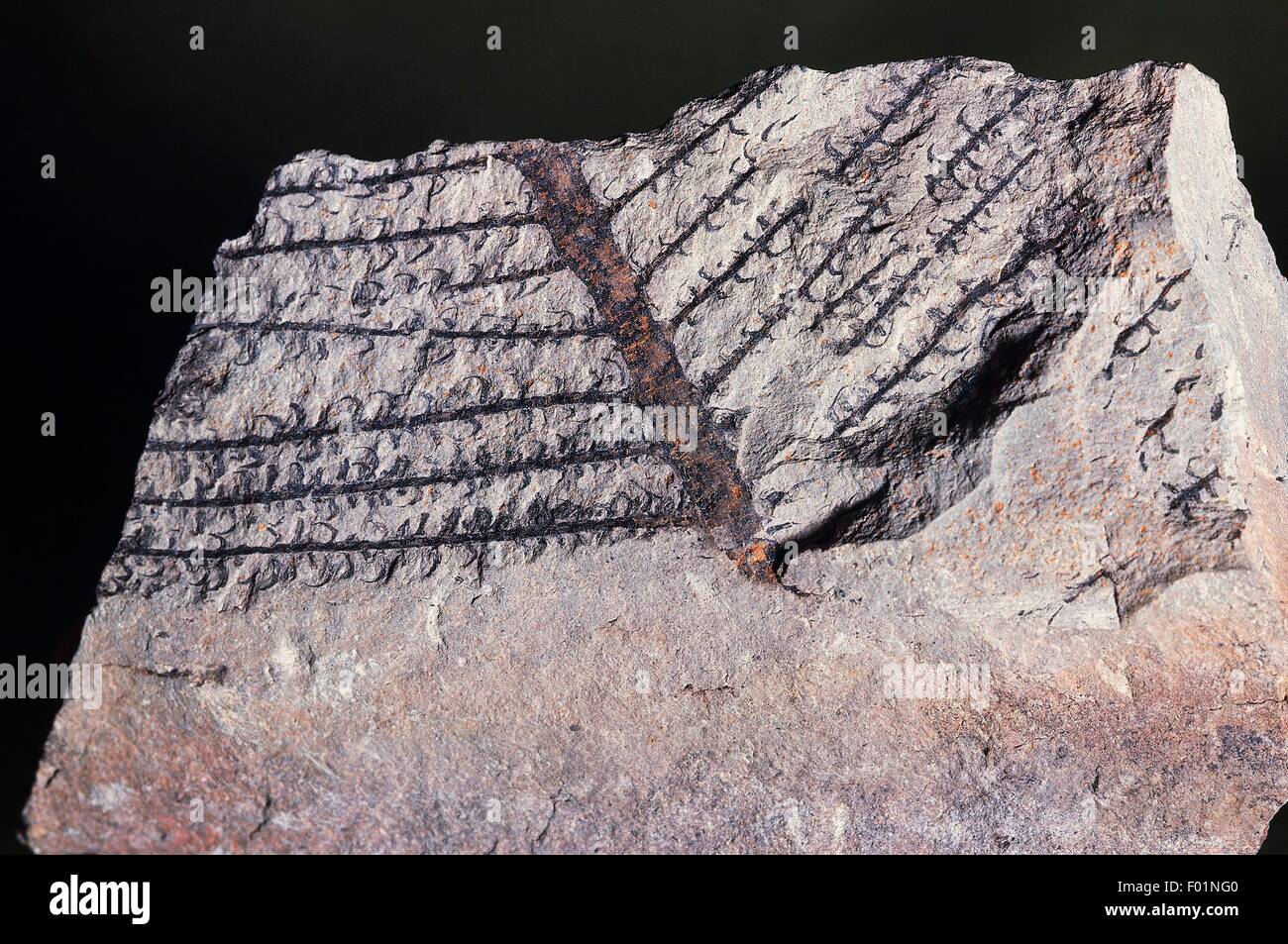 Ernestiodendron hi-res stock photography and images - Alamy