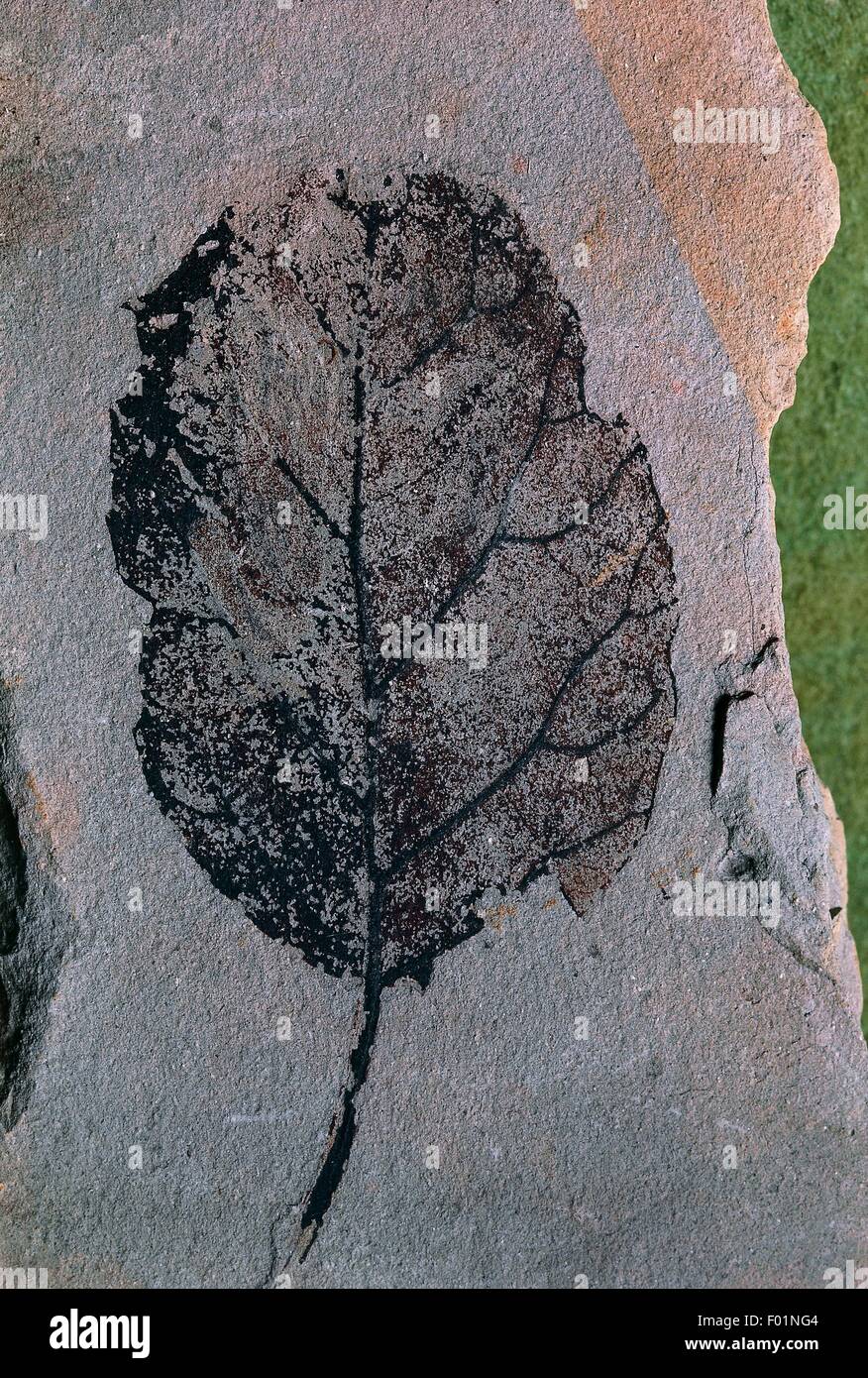 Leaf fossil hi-res stock photography and images - Alamy