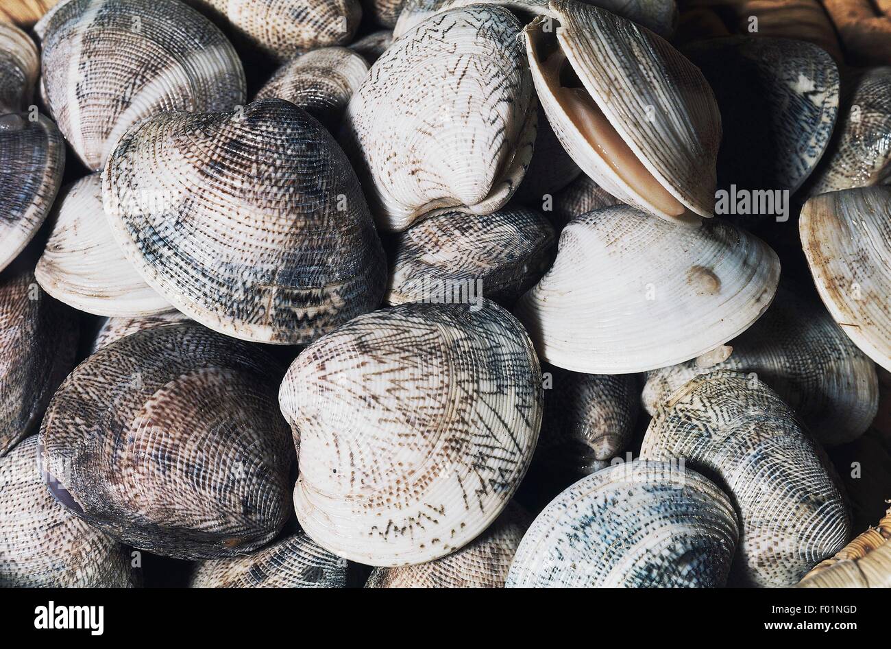 Clams (Tapes sp Stock Photo - Alamy