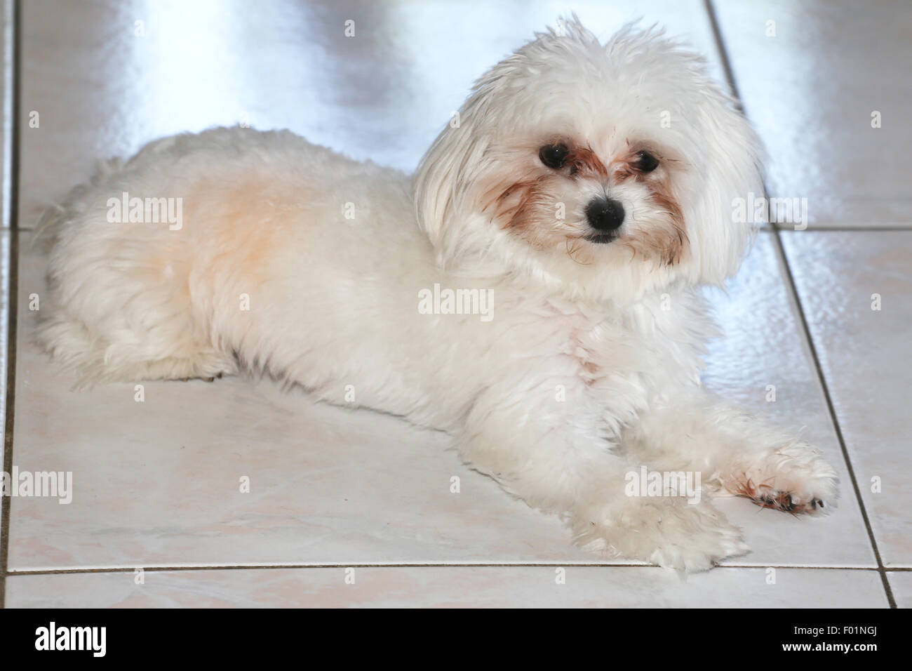 Close up shot of breed the maltese dog Stock Photo - Alamy