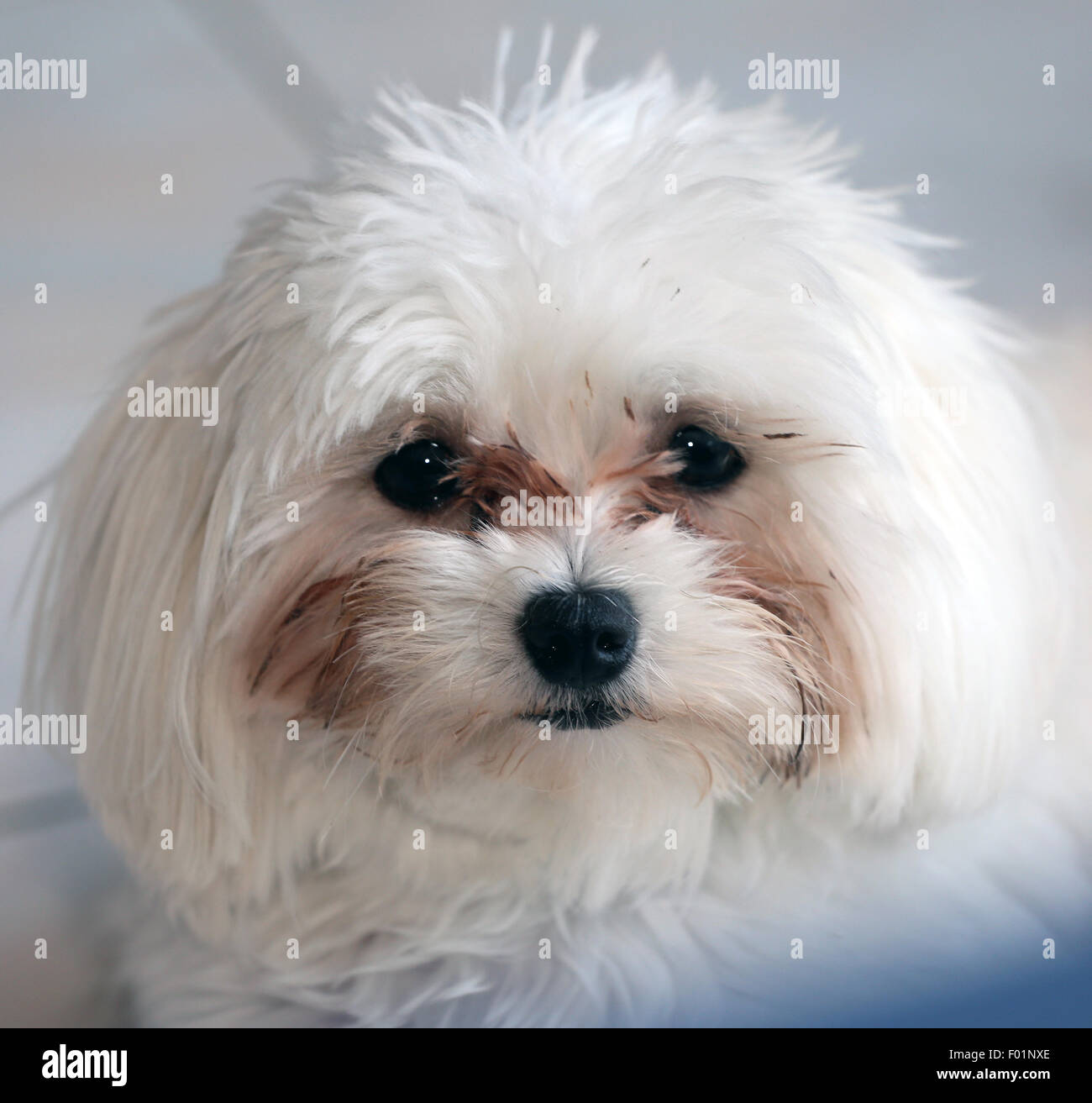 Close up shot of breed the maltese dog Stock Photo - Alamy