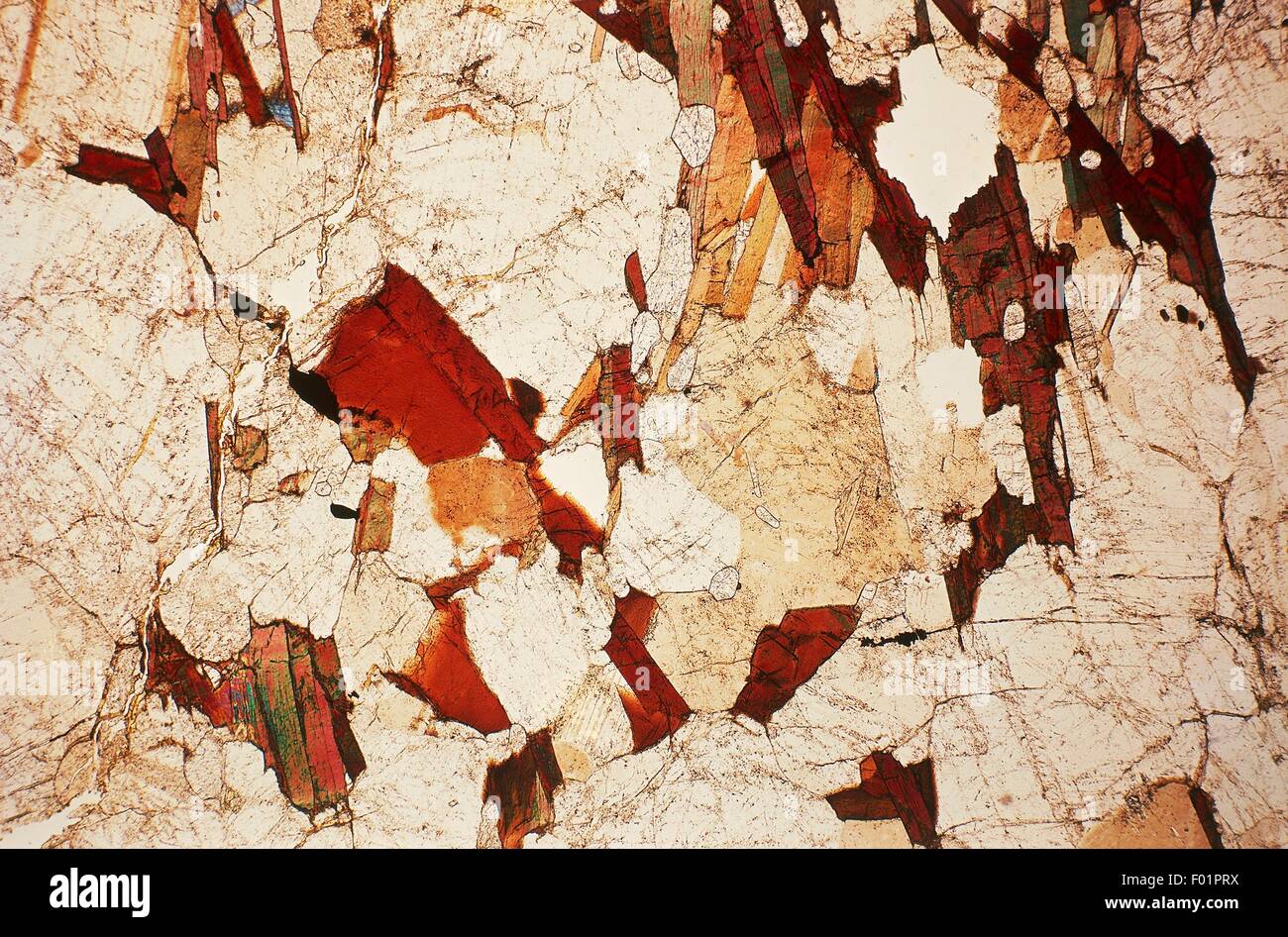 Biotite, silicate, in diorite, igneous rock, viewed in parallel nicols ...