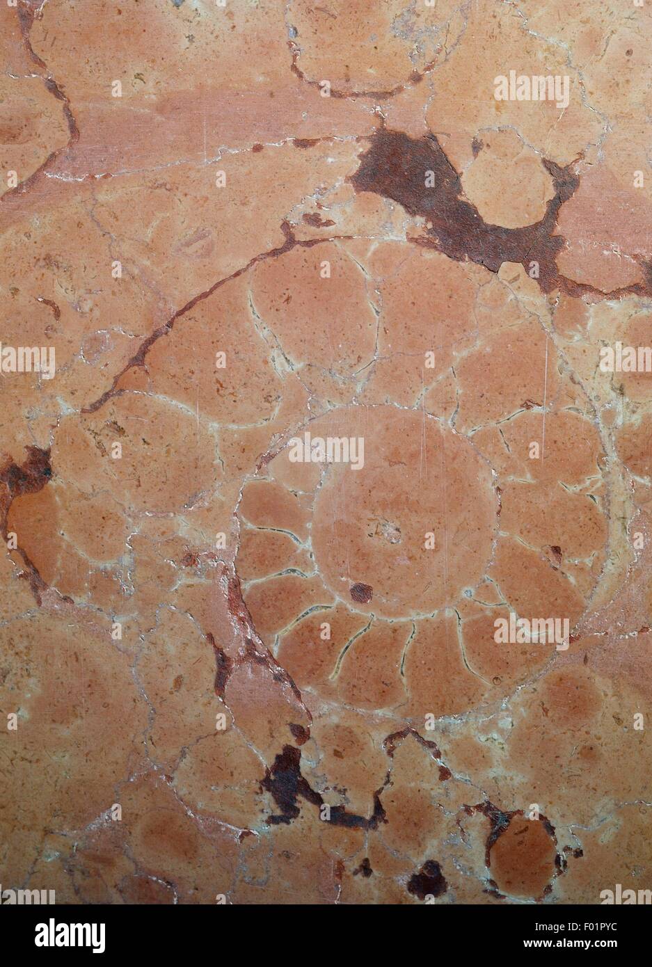 Ammonitic limestone hi-res stock photography and images - Alamy