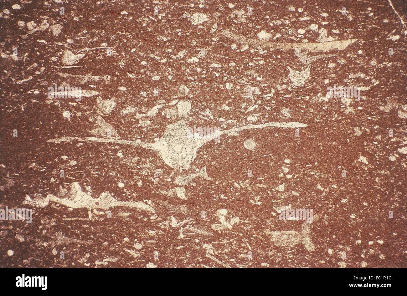 Thin section of limestone hi-res stock photography and images - Alamy