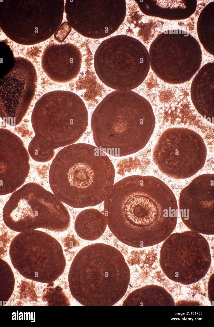 Rock cross section hi-res stock photography and images - Alamy