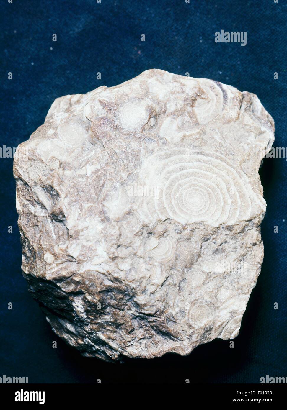 Limestone containing Nummulites and Assilina fossils, Foraminifera ...