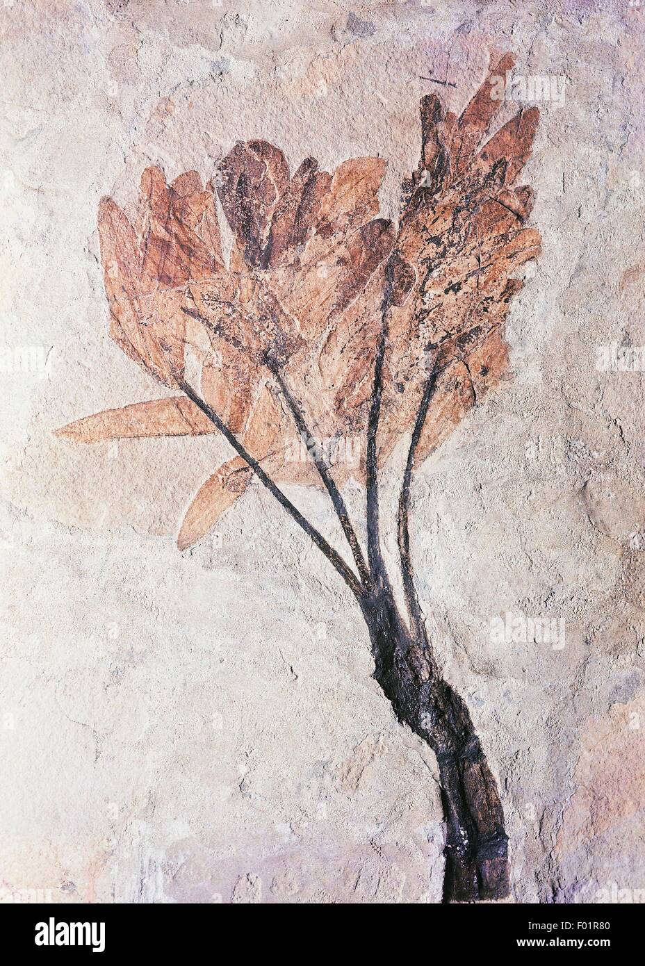 Fossilised plant from Middle Eocene Age Stock Photo - Alamy