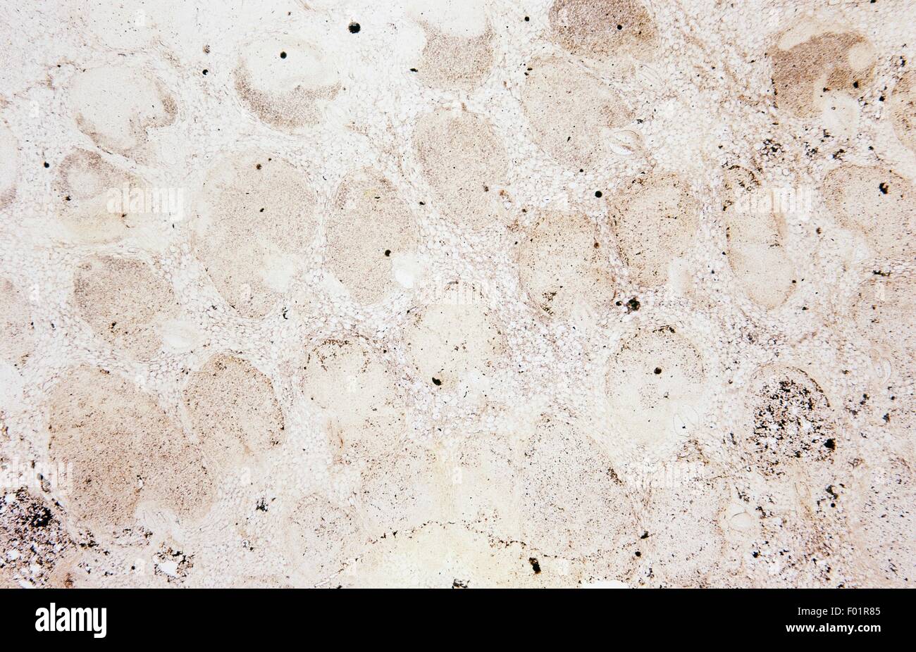 Thin section of petrified Palmoxylon palm log from the Quaternary ...