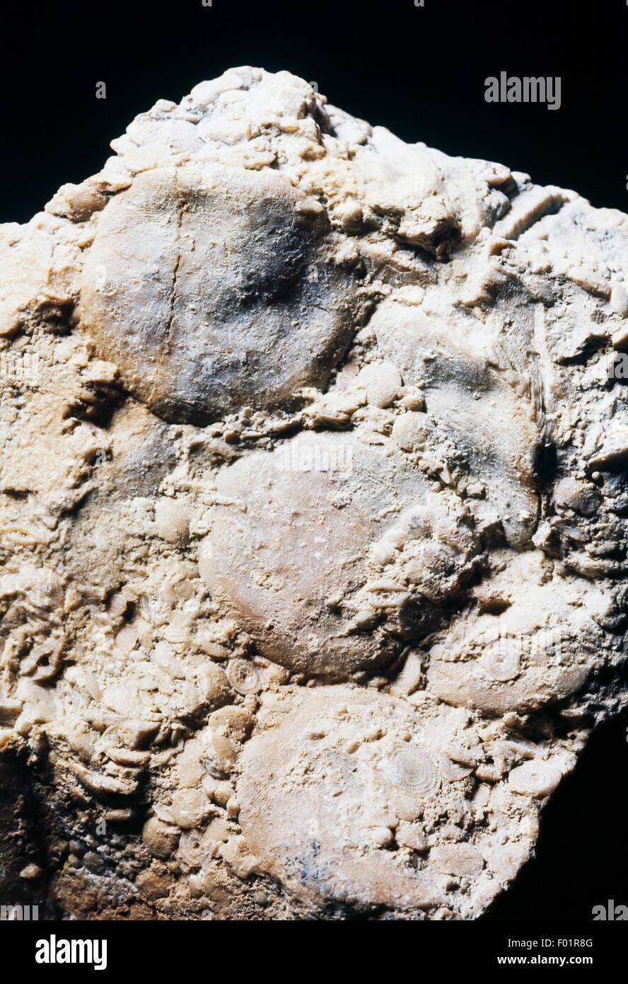 Foraminifera and fossil hi-res stock photography and images - Alamy