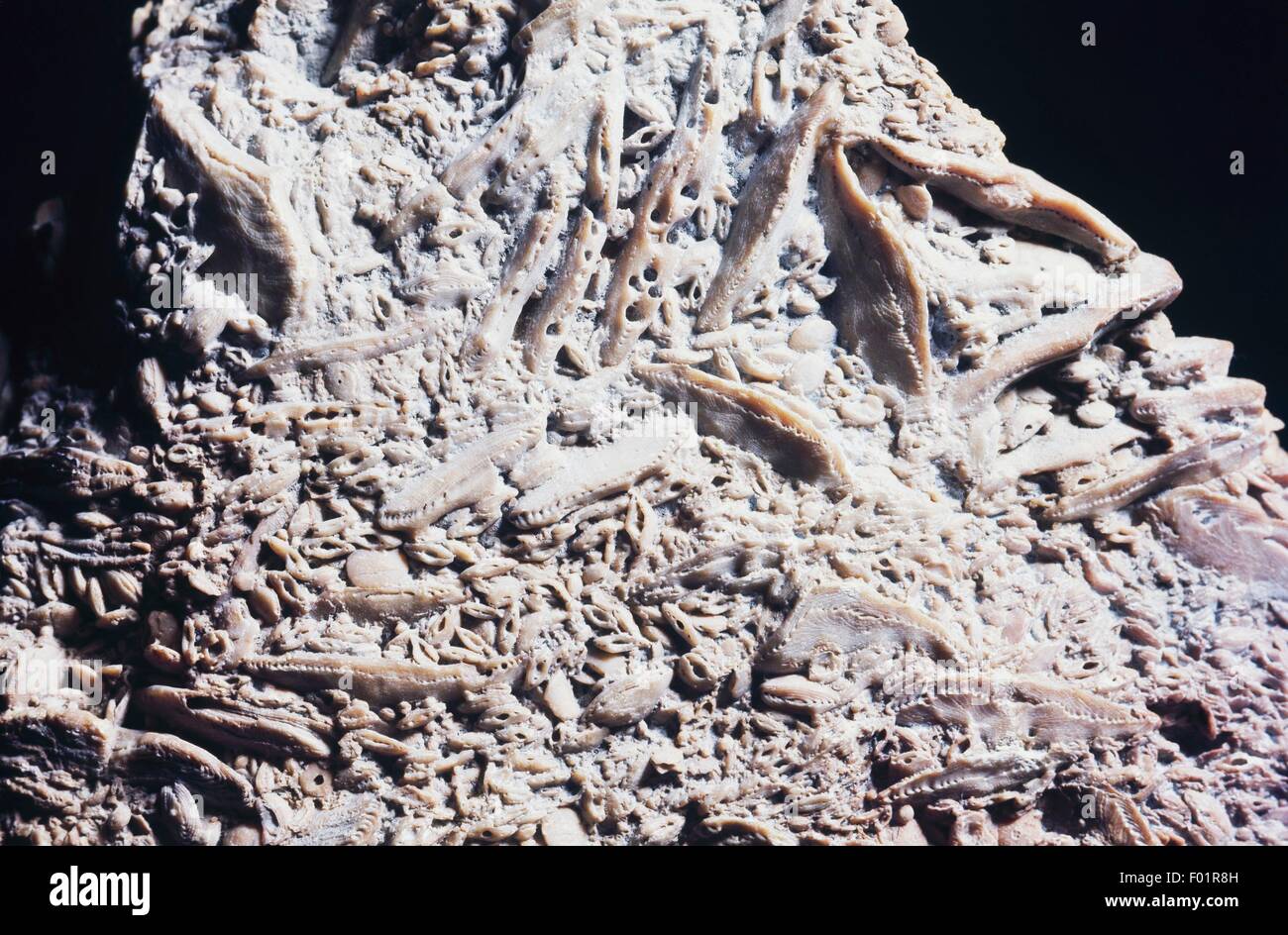 Nummulitic Limestone, stratified stone containing Nummulites ...