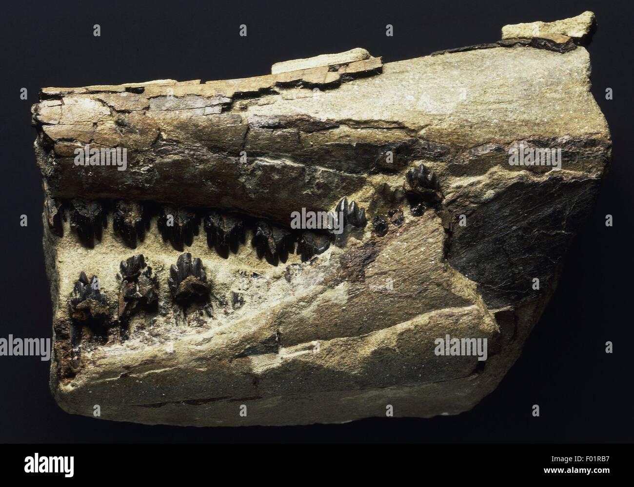 Early miocene hi-res stock photography and images - Alamy