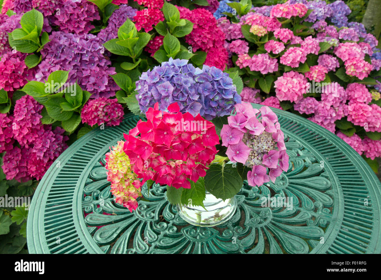 Hydrangeas and garden table with flower arrangement in Summer Stock ...