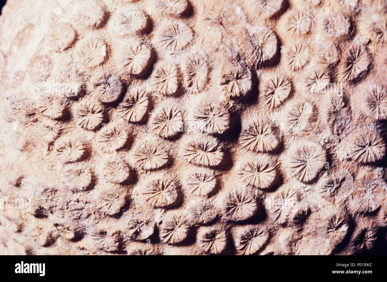 Coenenchyme fossilised, calcareus tissue connecting the polyps of ...