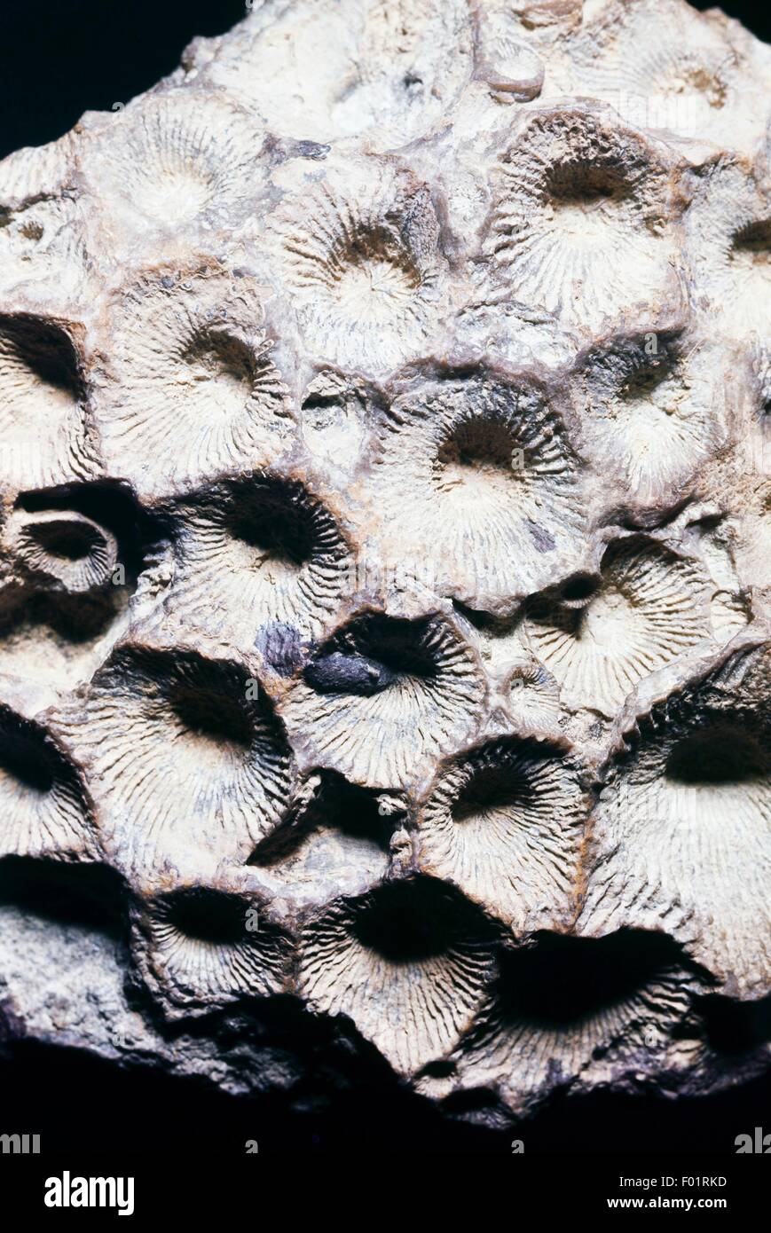 Cyanthophyllum hypocrateriforme fossils, Tetracoralla or Rugosa ...