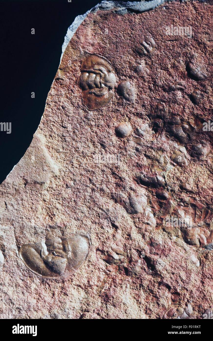 Olenellus thomsoni fossil, Trilobita, Arthropoda Stock Photo - Alamy