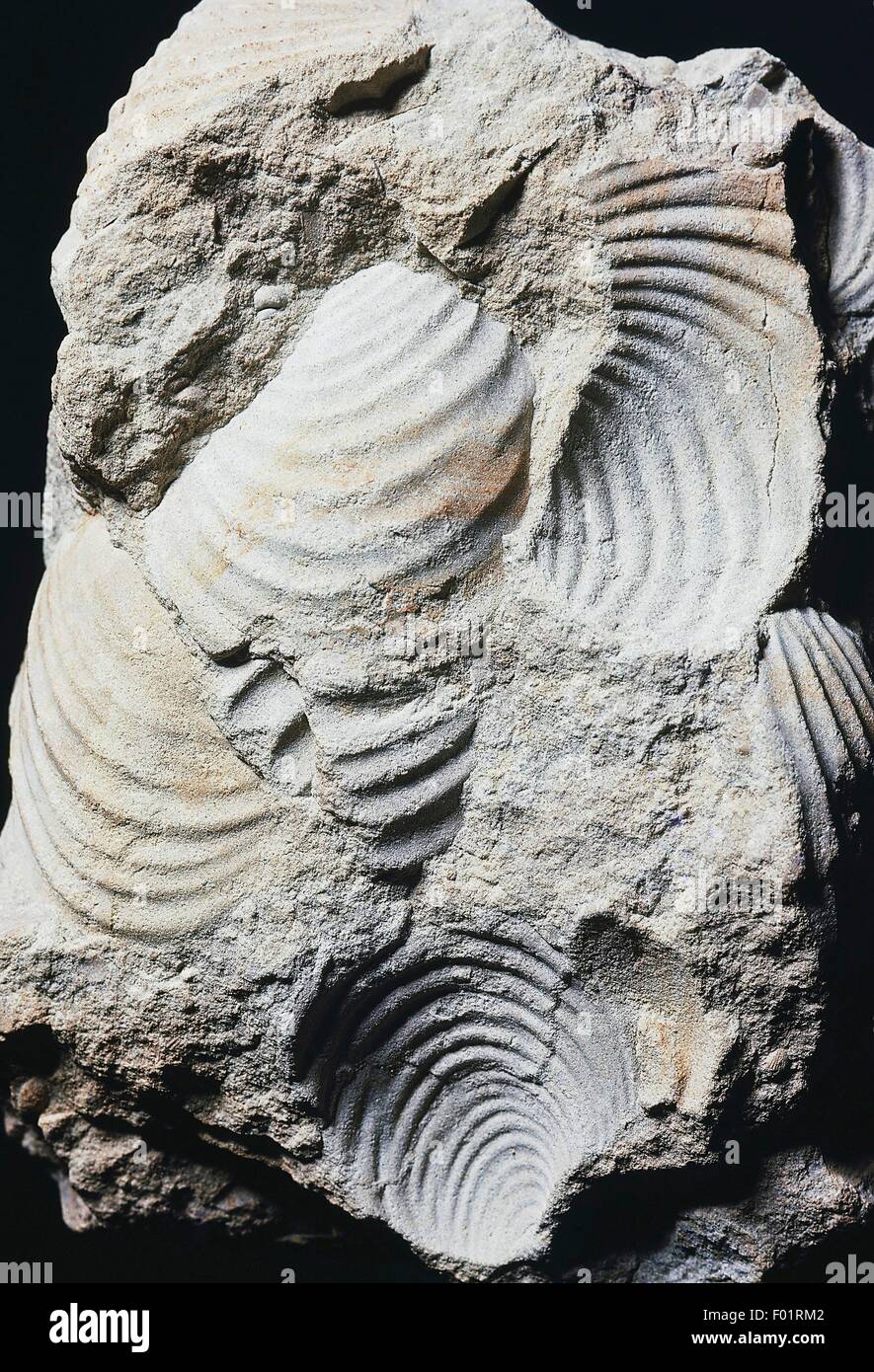 Inoceramus shell hi-res stock photography and images - Alamy