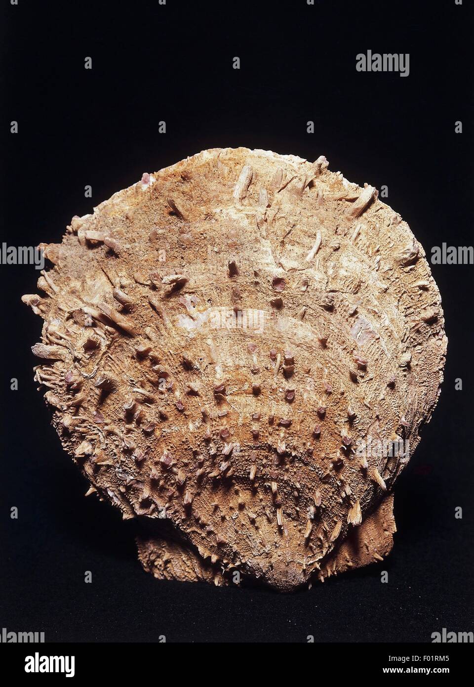European thorny oyster fossil (Spondylus gaederopus), Bivalvia ...