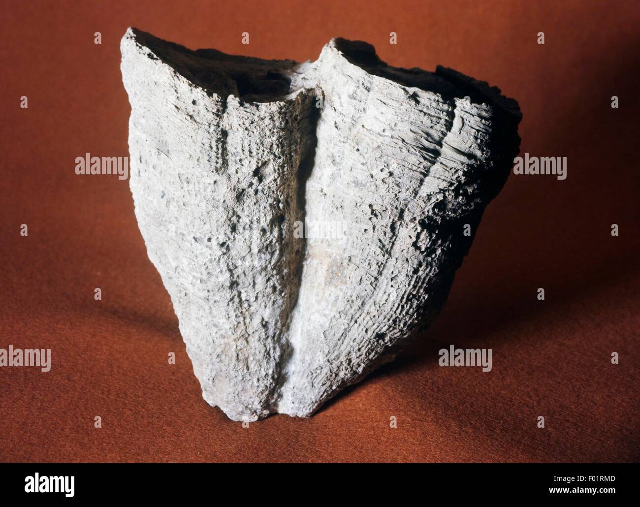 Hippurites radians fossil, Hippuritidae, Bivalvia, Late Cretaceous ...