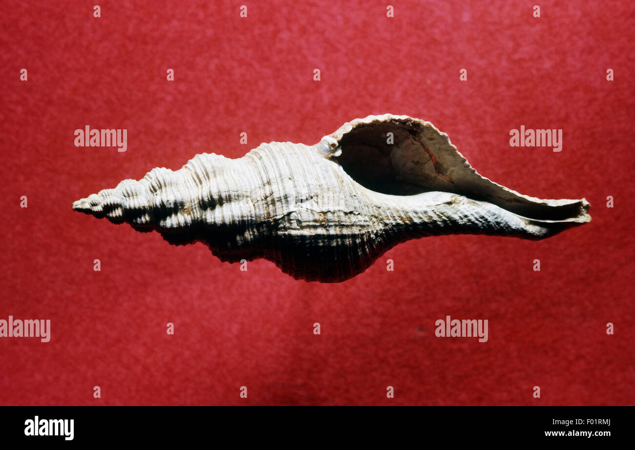 Geology fossil gastropoda textured hi-res stock photography and images ...