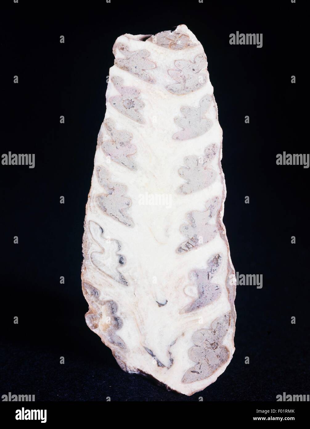 Nerinea sp fossil, Gastropoda, Late Cretaceous Epoch, Austria Stock ...