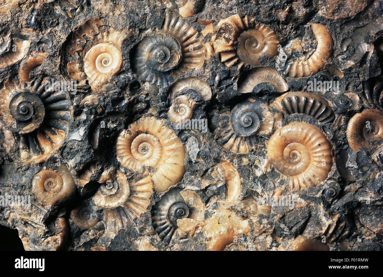 Ammonite fossils, Cephalopoda, Jurassic Stock Photo - Alamy