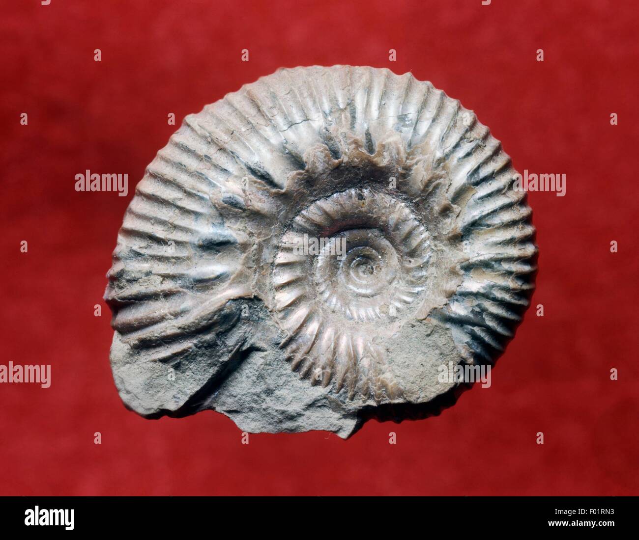 Ammonite fossil hi-res stock photography and images - Alamy