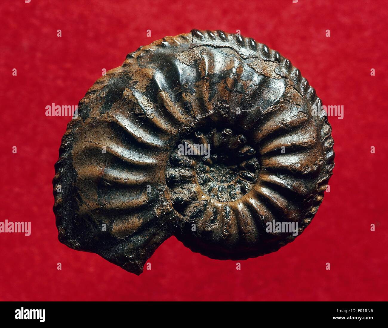 Amaltheus margaritatus ammonite fossil, Cephalopoda, Early Jurassic ...