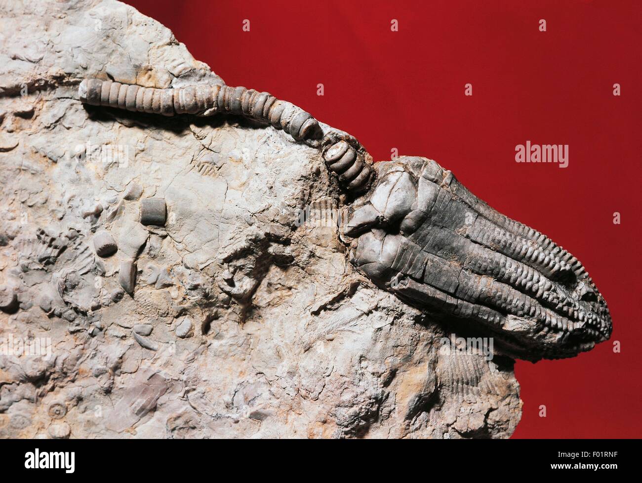 Encrinus liliiformis fossil, Crinoidea, Germany Stock Photo - Alamy