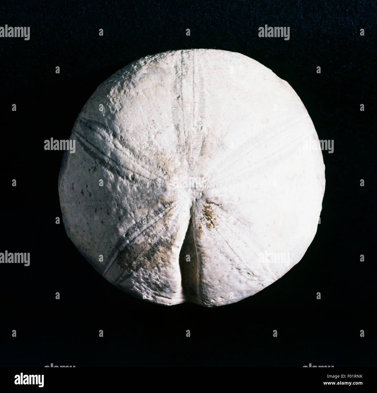 Clypeus plotii fossils, Echinoidea, Middle Jurassic Epoch, Switzerland ...