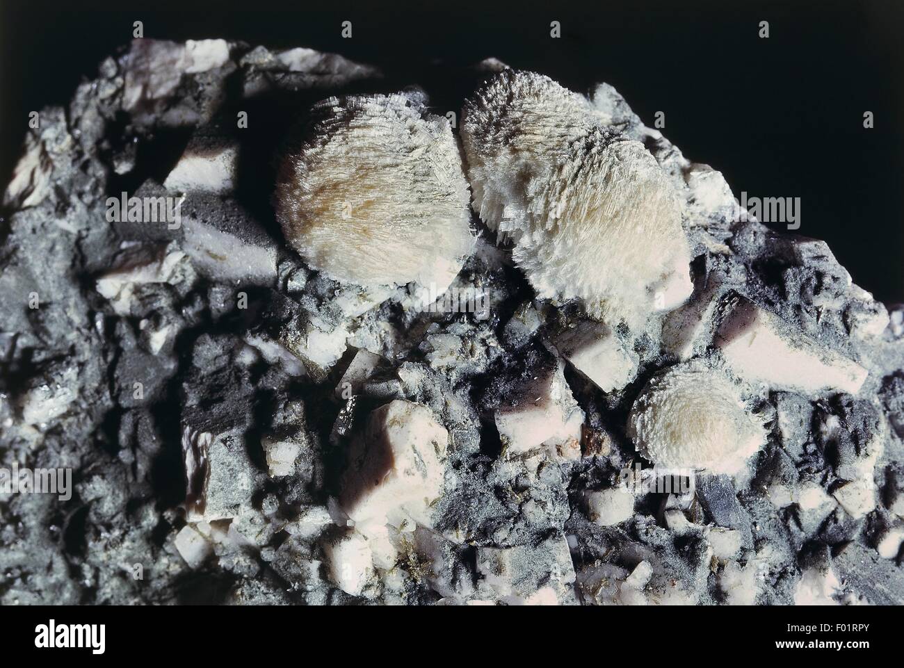 Lamelliferous hi-res stock photography and images - Alamy