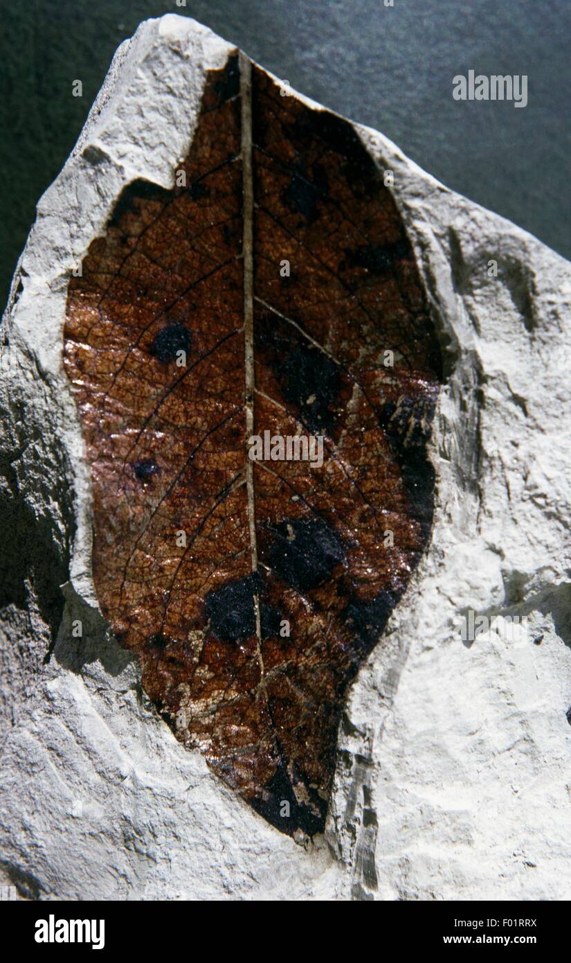 Fossil leaf hi-res stock photography and images - Alamy