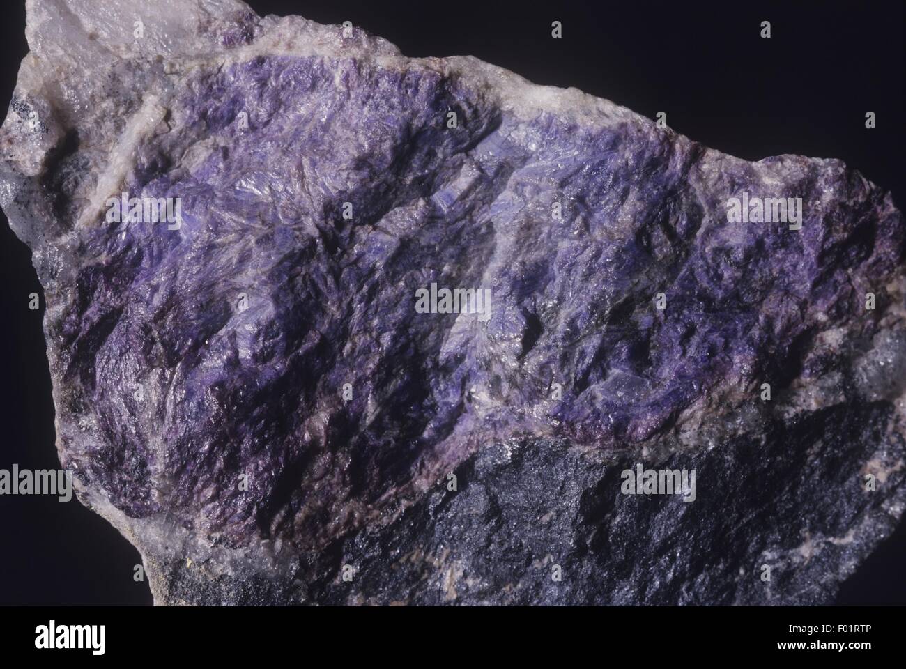 Violane hi-res stock photography and images - Alamy