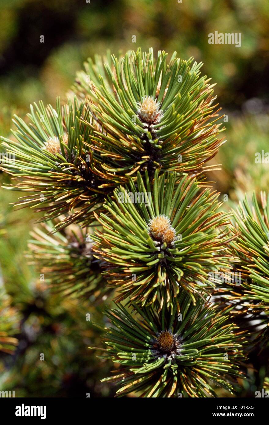 Needles and buds of the Bosnian Pine (Pinus heldreichii), Pollino ...