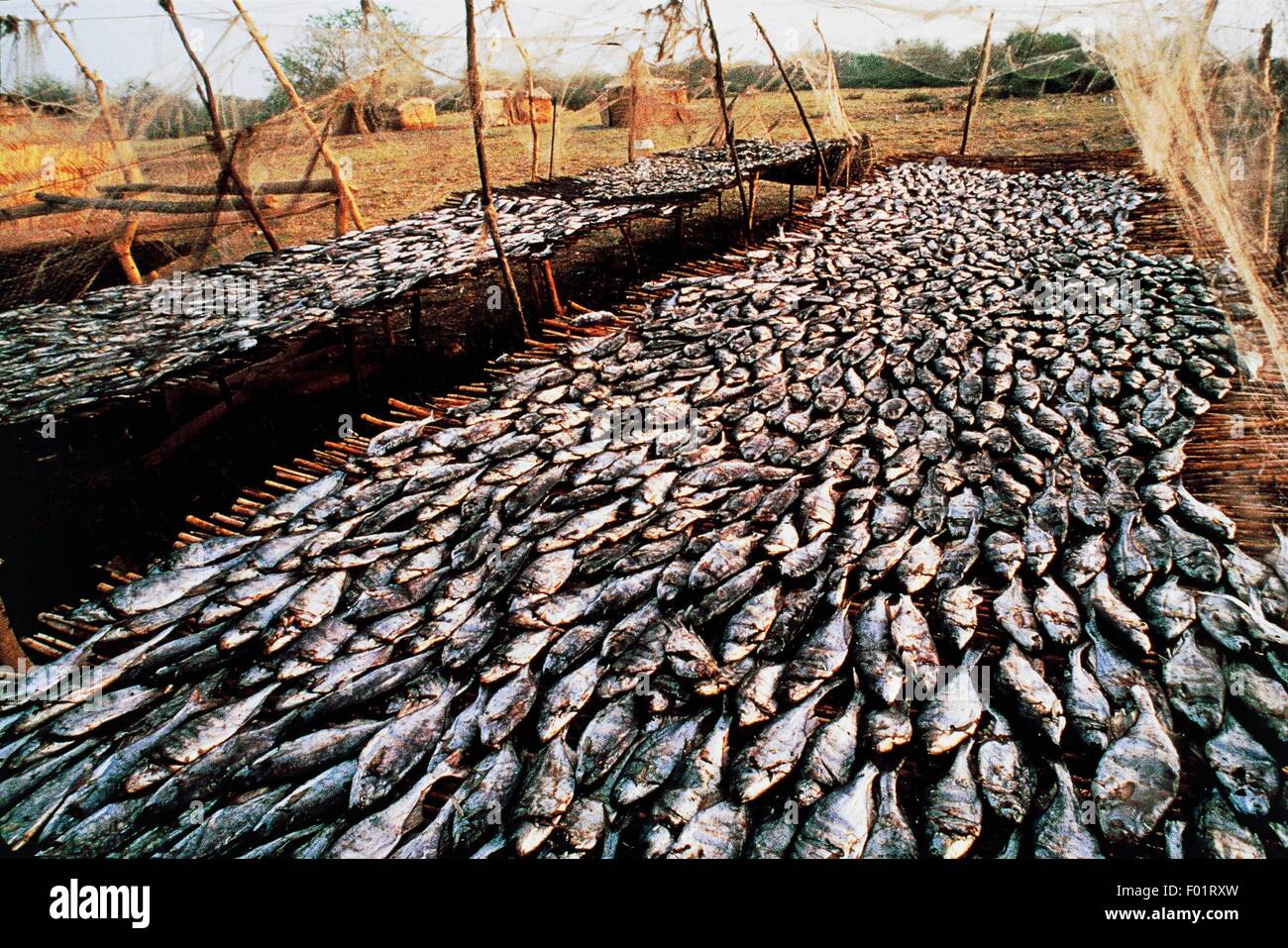 Drying fish, Lake Chad, Chad Stock Photo - Alamy