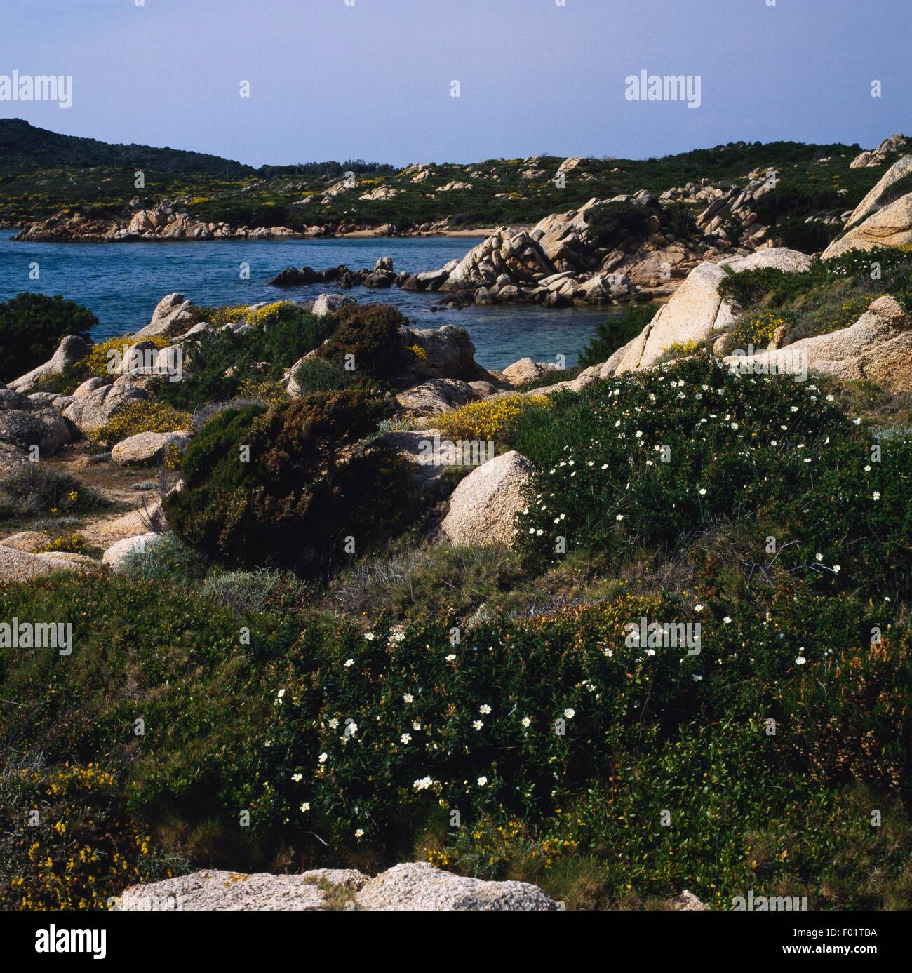 Scrubland with Montpelier cistus (Cistus monspeliensis), Caprera Island ...