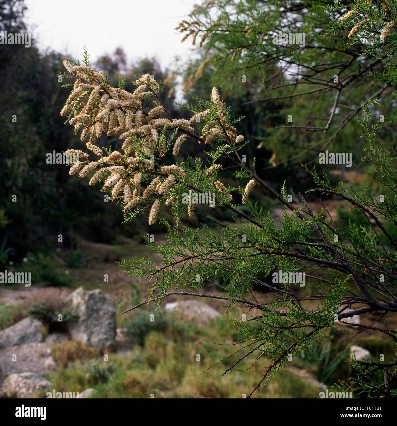 Tamarisk tamarix sp hi-res stock photography and images - Alamy