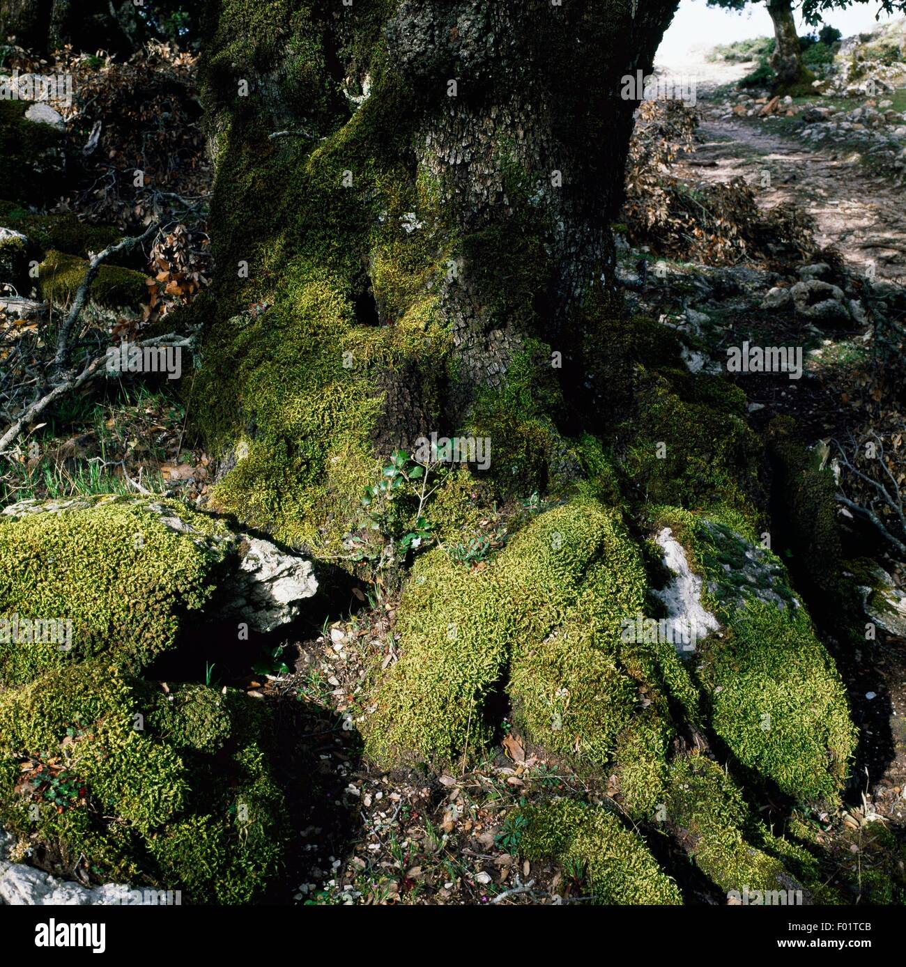 Quercus ilex holm oak trunk hi-res stock photography and images - Alamy