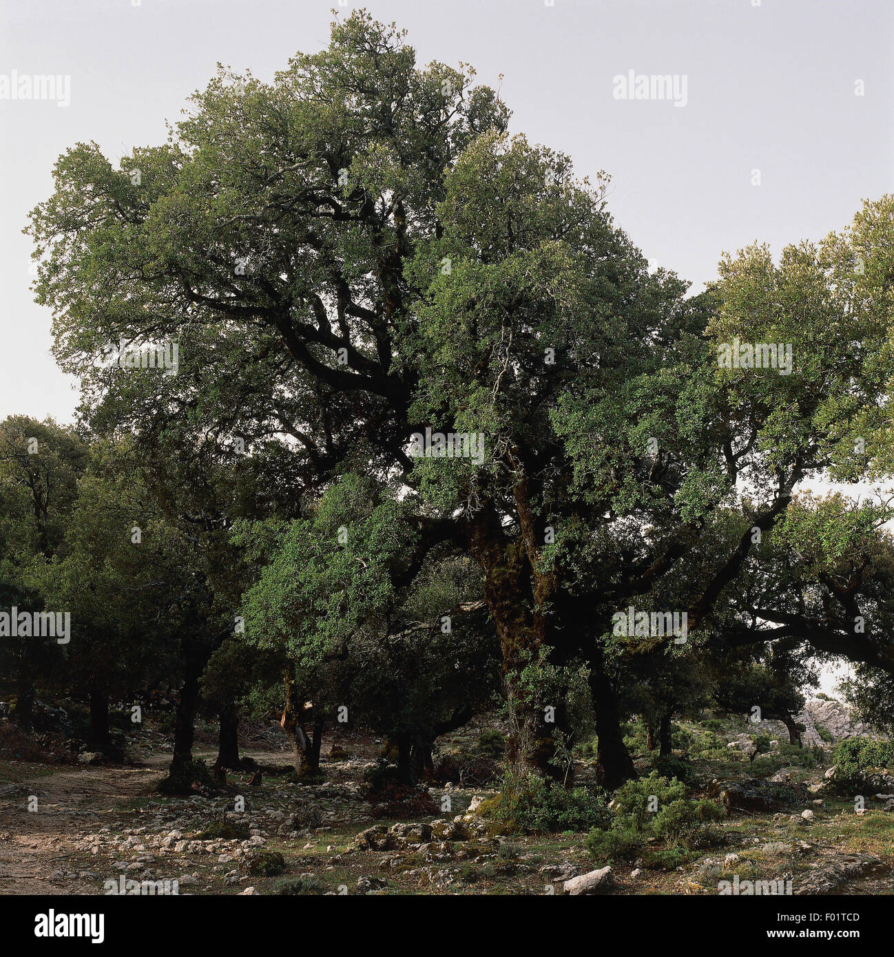 Quercus ilex italy hi-res stock photography and images - Alamy
